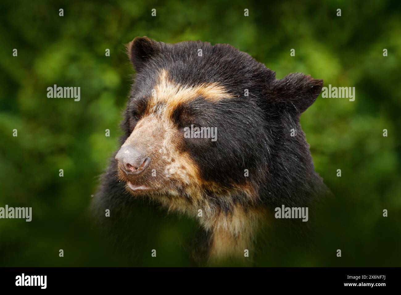 Malaysia wildlife. Portrait of Malayan Sun Bear, Helarctos malayanus ...