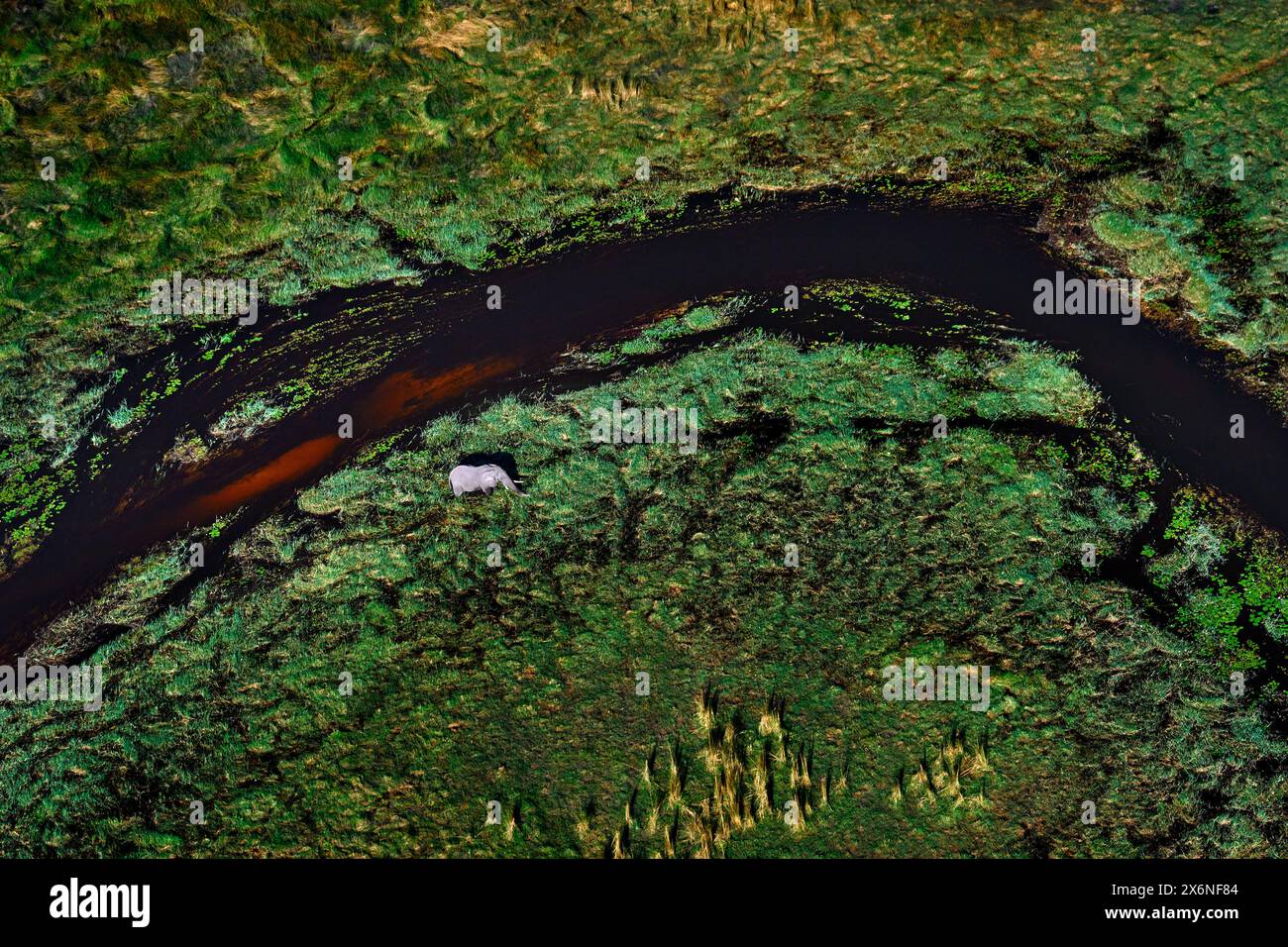 Elpehant aerial photo, Khwai river, Moremi in Botwsana. African ...