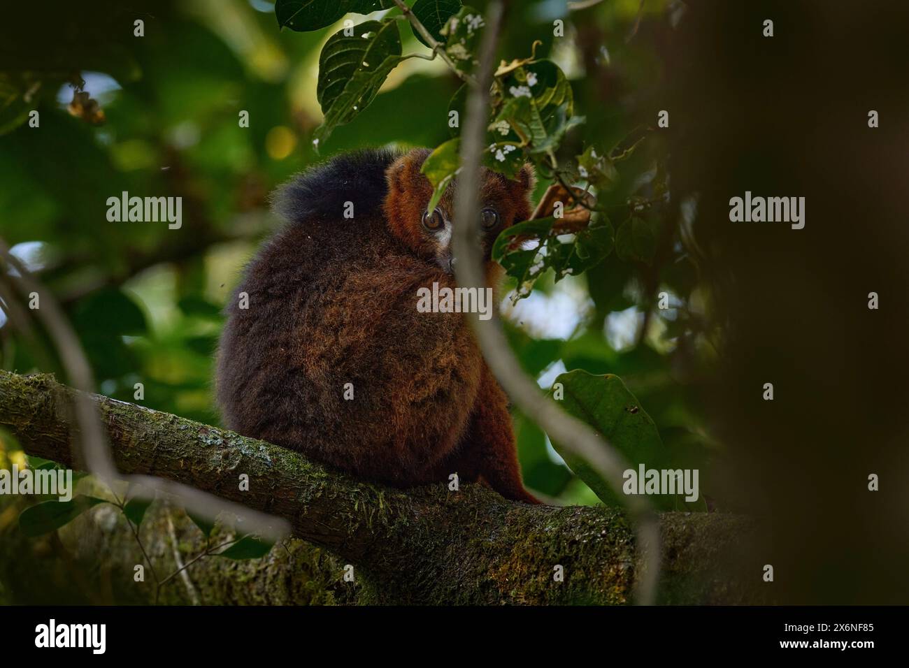 Red-bellied lemur, Eulemur rubriventer, Ranomafana NP, wild monkey in ...