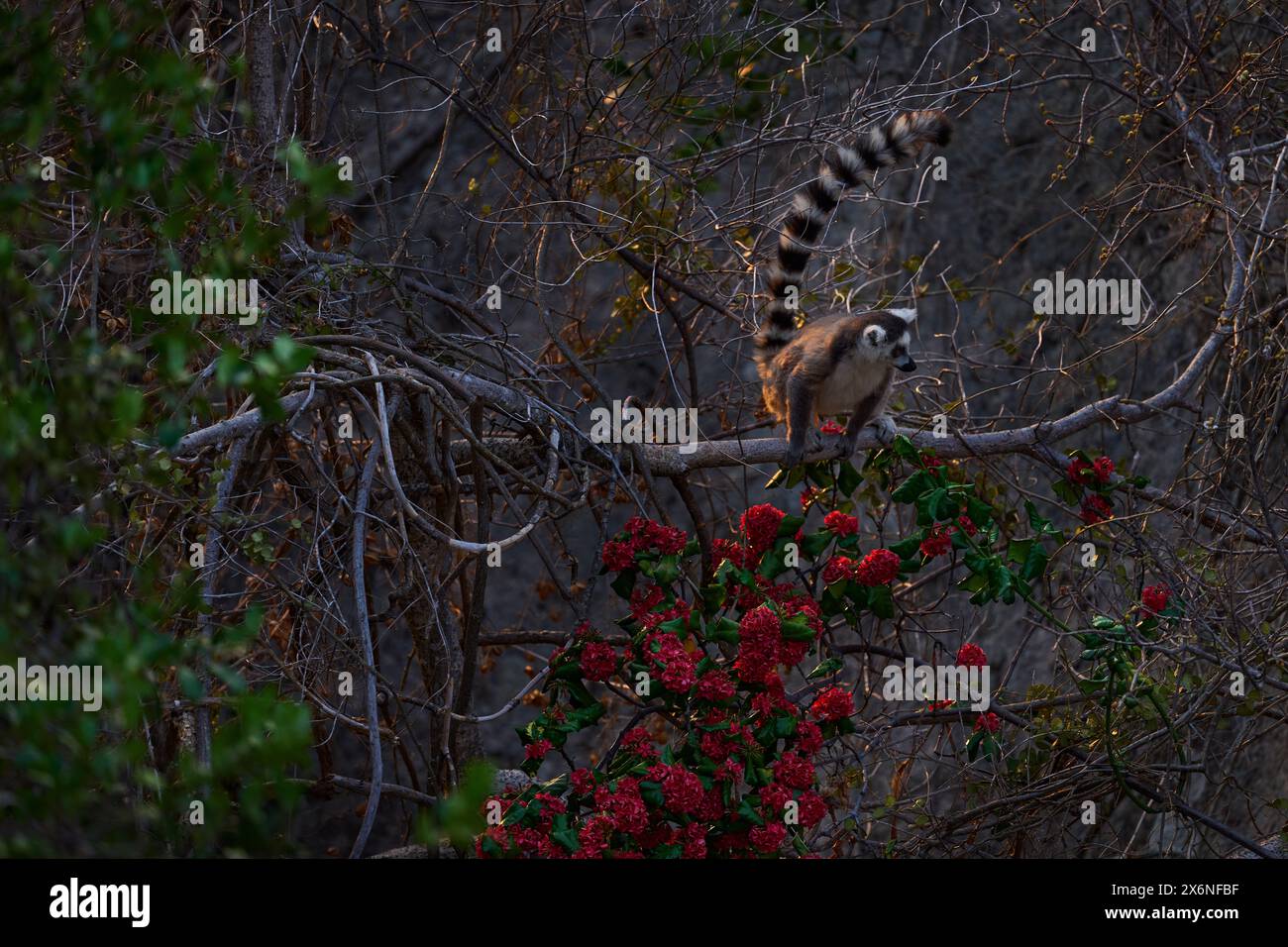 Madagascar wildlife, Ring-tailed Lemur, Lemur catta. Animal from ...