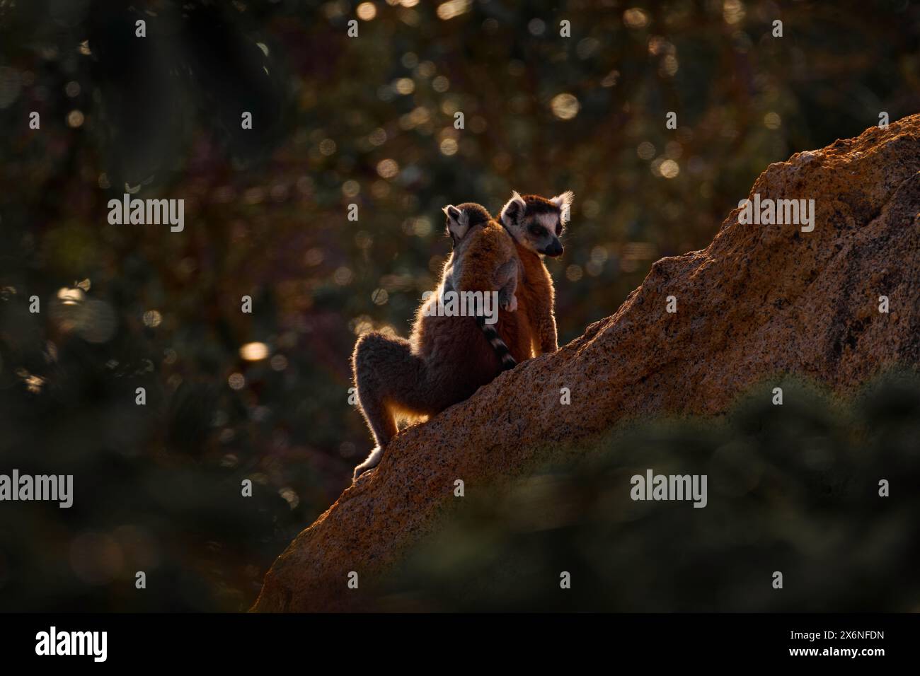 Madagascar wildlife. Monkey family, young cub. Madagascar wildlife ...