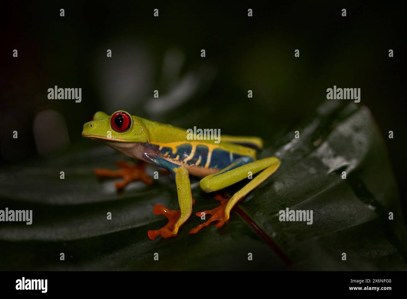 Costa Rica wildlife. Red-eyed Tree Frog, Agalychnis callidryas, Costa ...