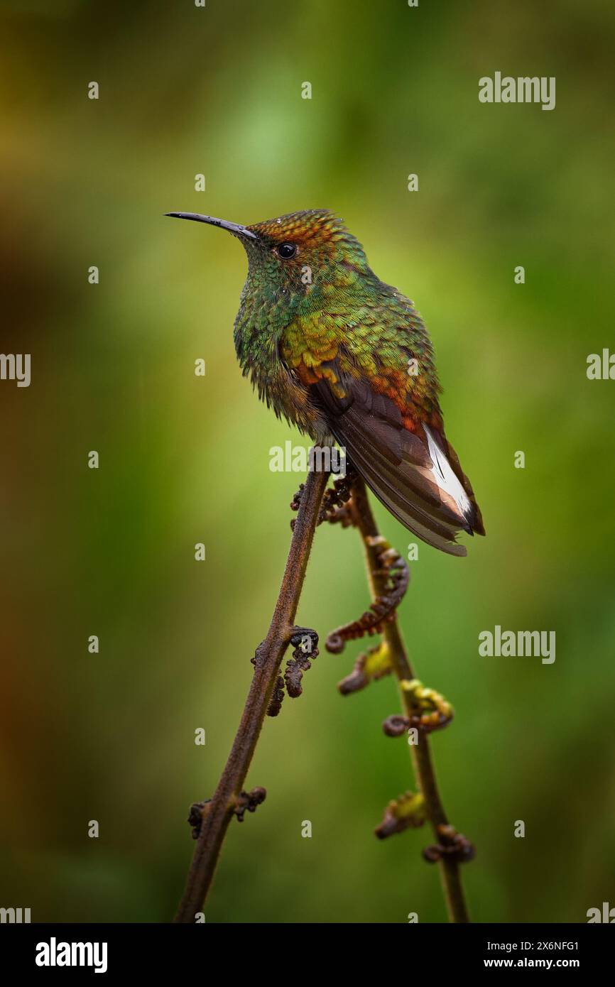 Coppery-headed emerald, Microchera cupreiceps) small hummingbird ...