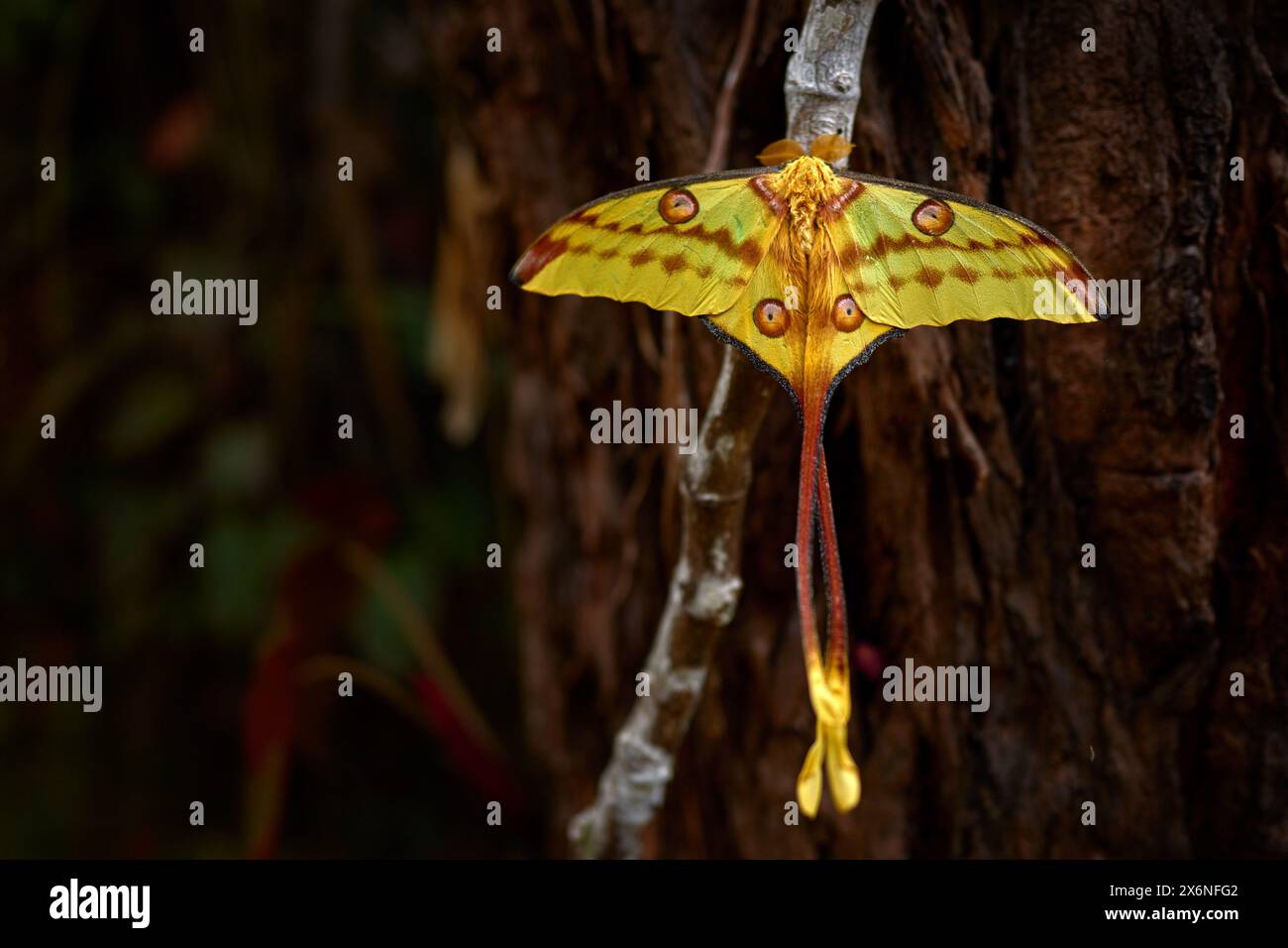 Comet moth, Argema mittrei, big yellow butterfly in the nature habitat ...