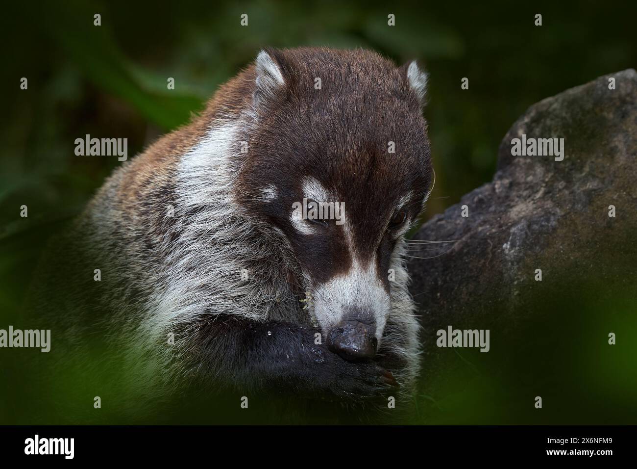 Costa Rica wildlife. Coati in the habitat. White-nosed Coati, Nasua ...