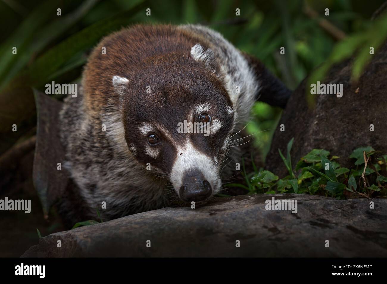Coati in the habitat. White-nosed Coati, Nasua narica, in the nature ...