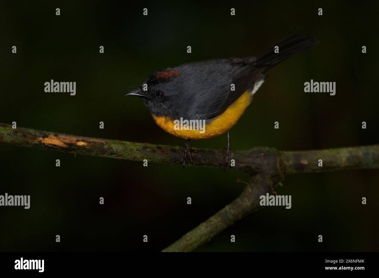 Slate-throated Redstart, Myioborus miniatus, beautiful bird from ...
