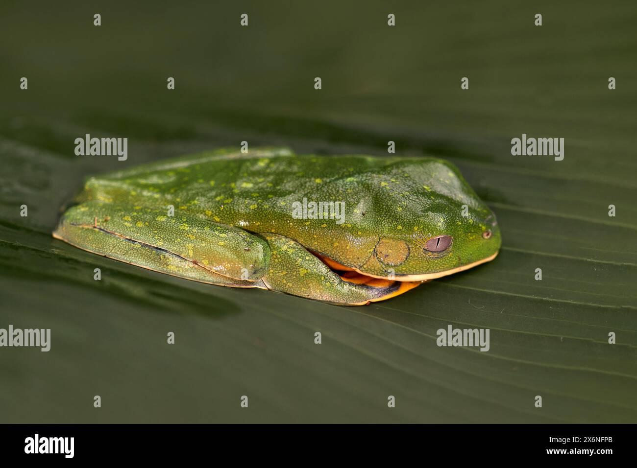 Golden-eyed leaf frog, Cruziohyla calcarifer, green yellow frog sitting ...