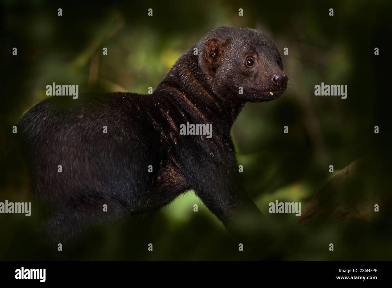 Tayra, Eira barbara, omnivorous animal from the weasel family. Tayra ...