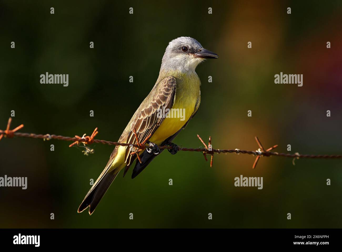 Bird of Costa Rica. Tropical Kingbird, Tyrannus melancholicus, exotic ...