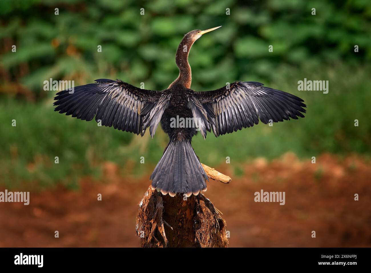 Bird drying above the river. Anhinga, water bird in the river nature ...