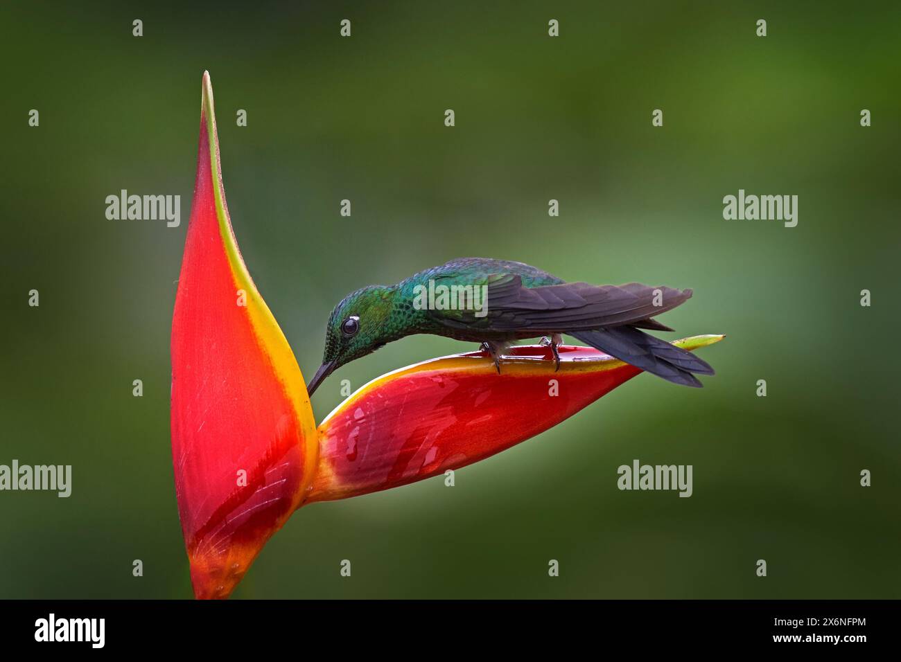 Heliconia red flower with green hummingbird, La Paz Waterfall Garden ...