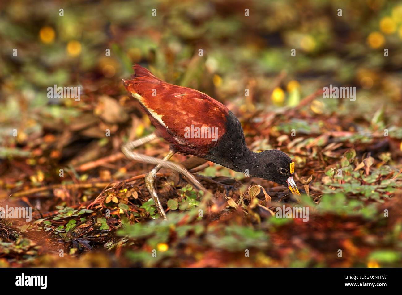 Northern Jacana, Jacana spinosa, wader bird from Cista Rica. Bird with ...