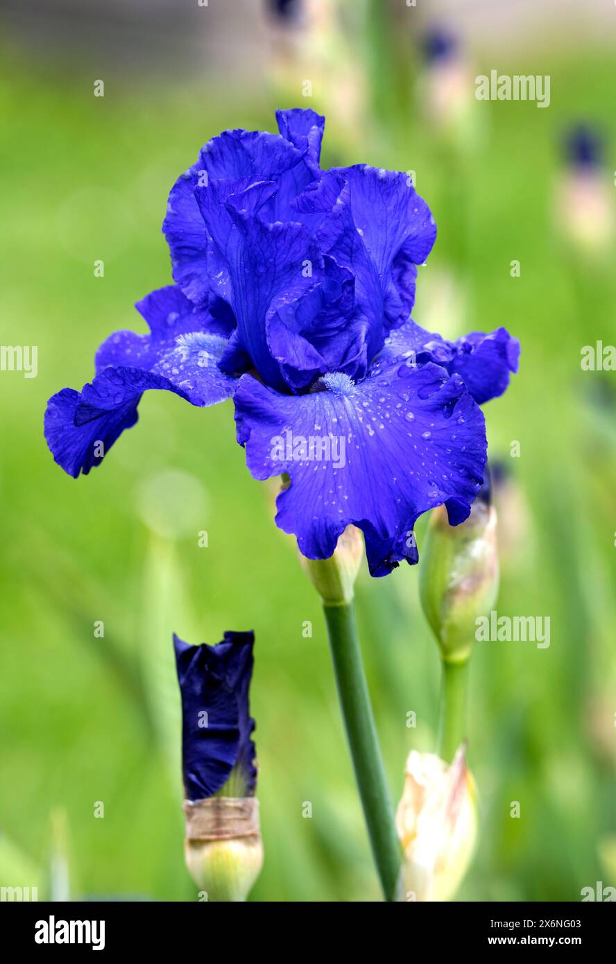 a bue iris Stock Photo - Alamy