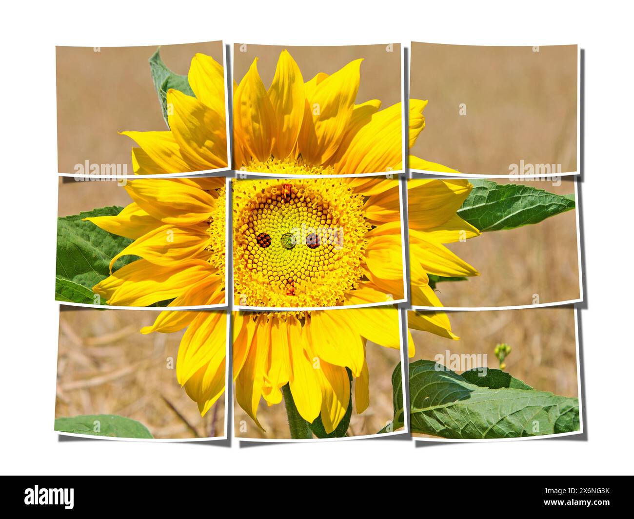 Solar energy, symbolic representation, sunflower with socket Stock ...