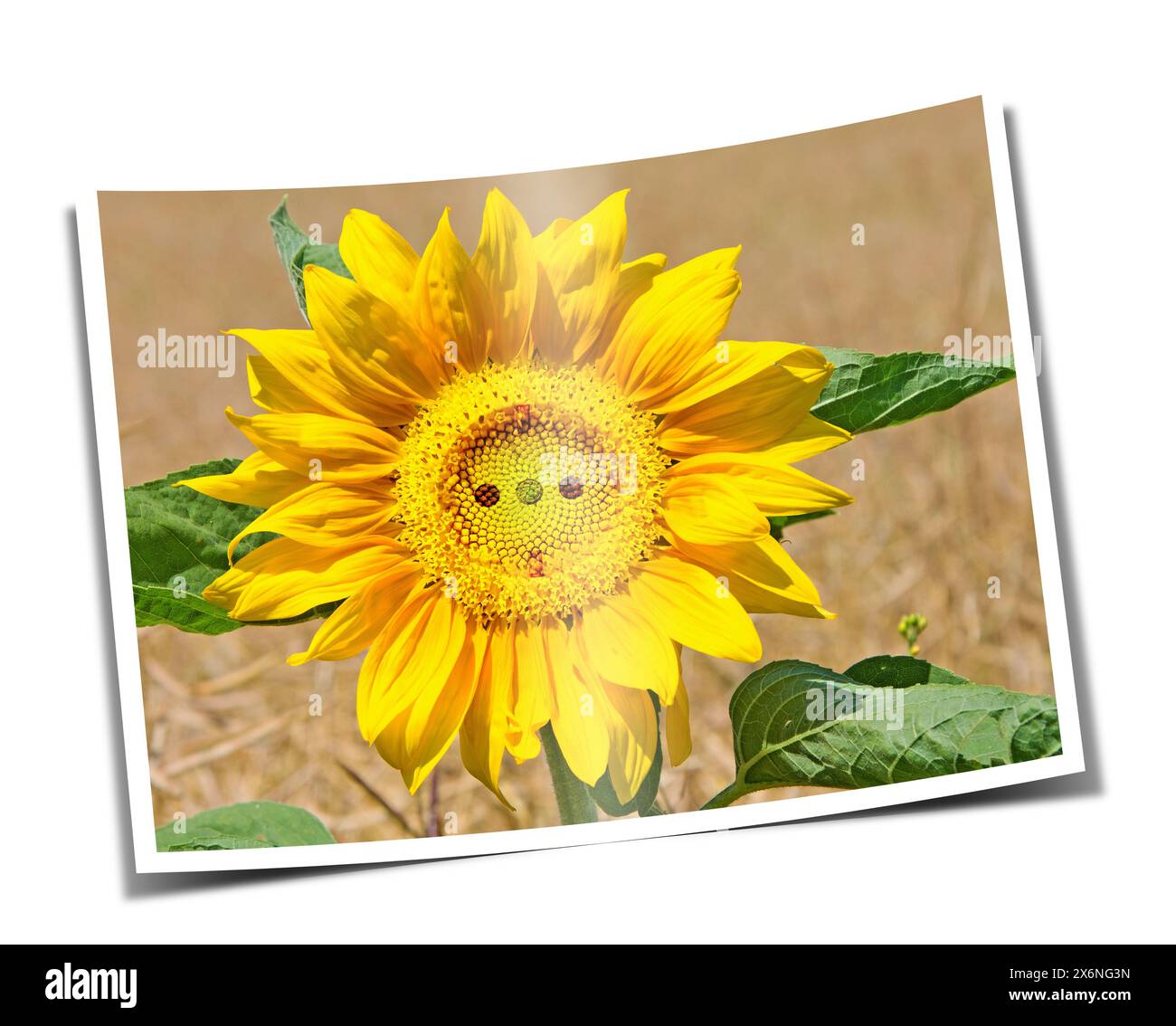 Solar energy, symbolic representation, sunflower with socket Stock ...