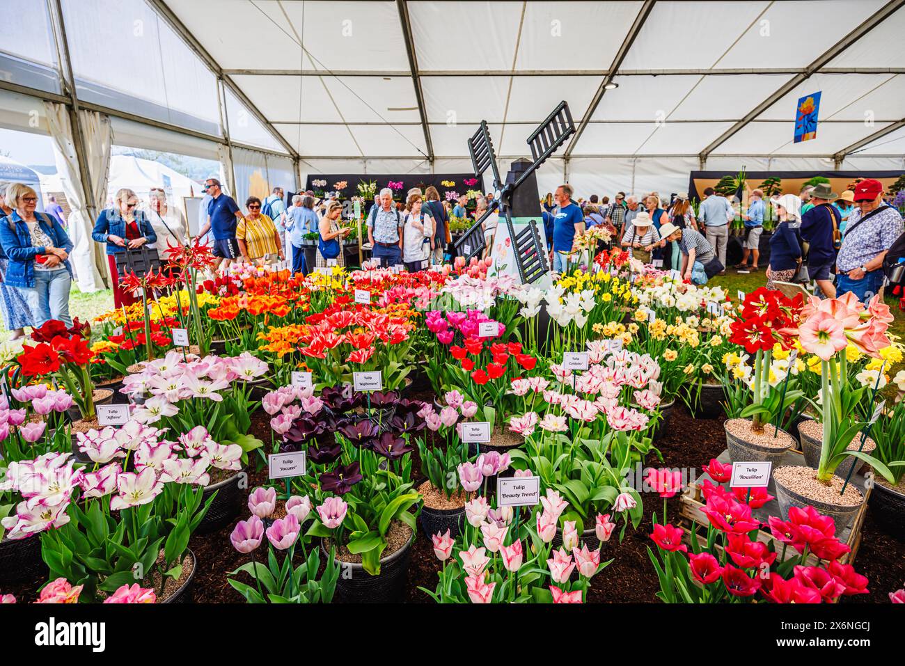 Display of colourful tulips flowering and a windmill in the Floral ...