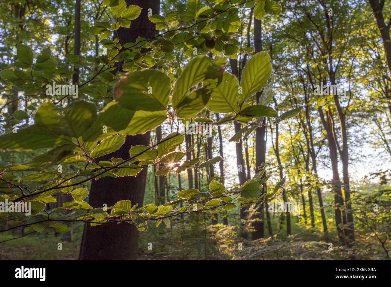 Light through beech tree hi-res stock photography and images - Alamy