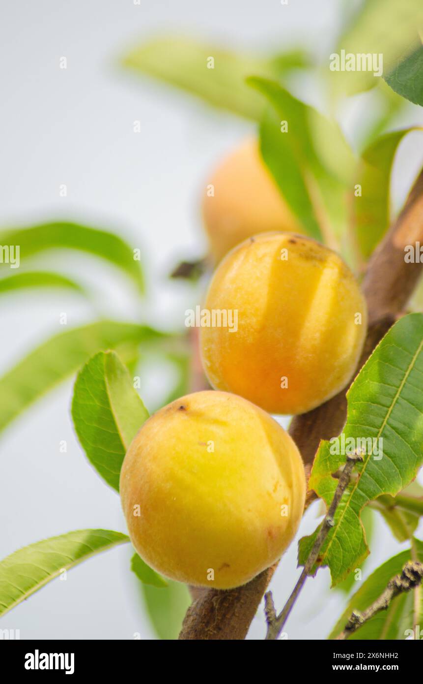 Ripening peaches on tree hi-res stock photography and images - Alamy