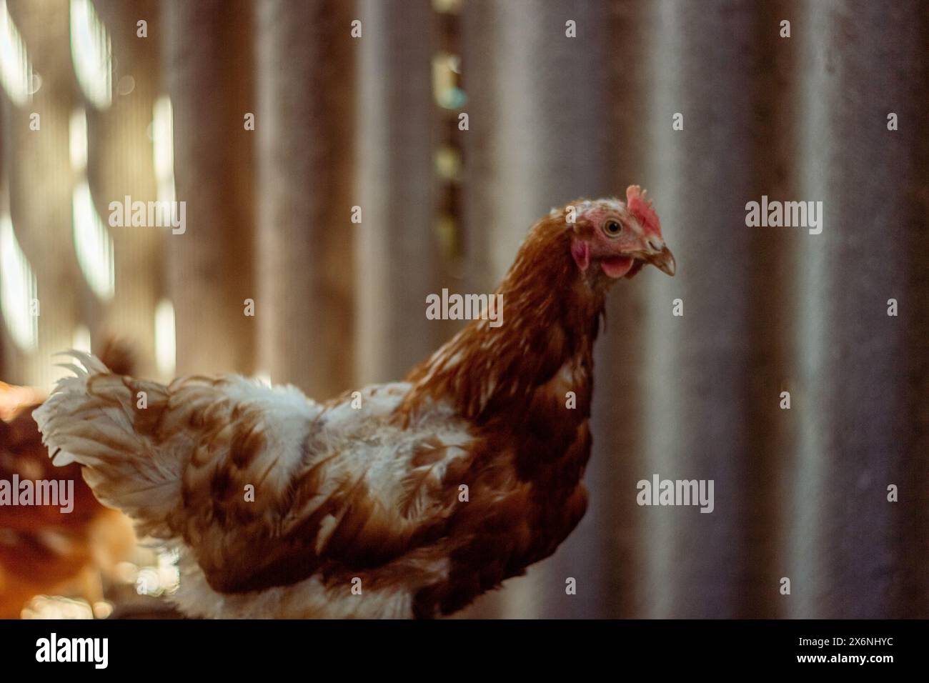 Free range chicken on a traditional poultry farm Stock Photo - Alamy
