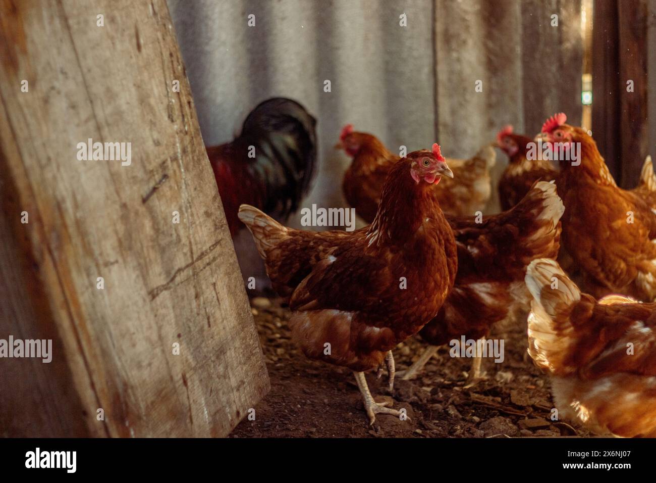 Free range chicken on a traditional poultry farm Stock Photo - Alamy