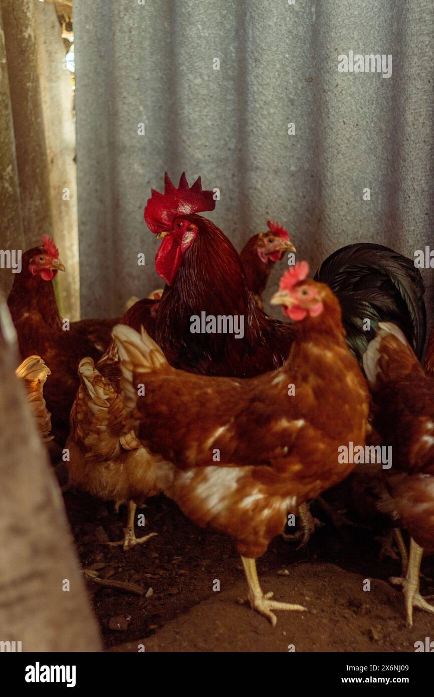 Free range chicken on a traditional poultry farm Stock Photo - Alamy