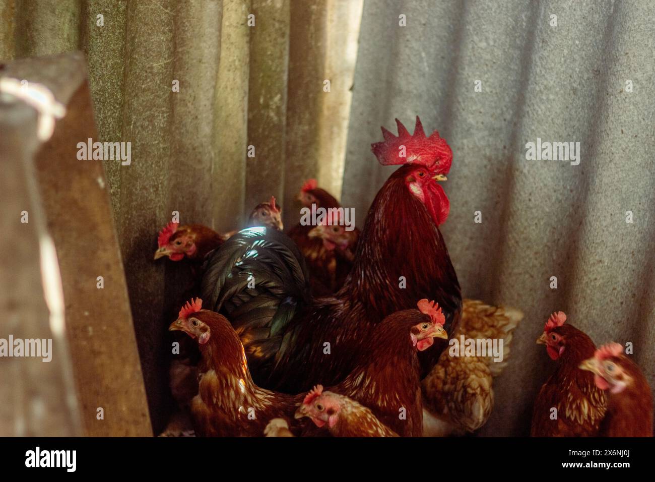 Free range chicken on a traditional poultry farm Stock Photo - Alamy