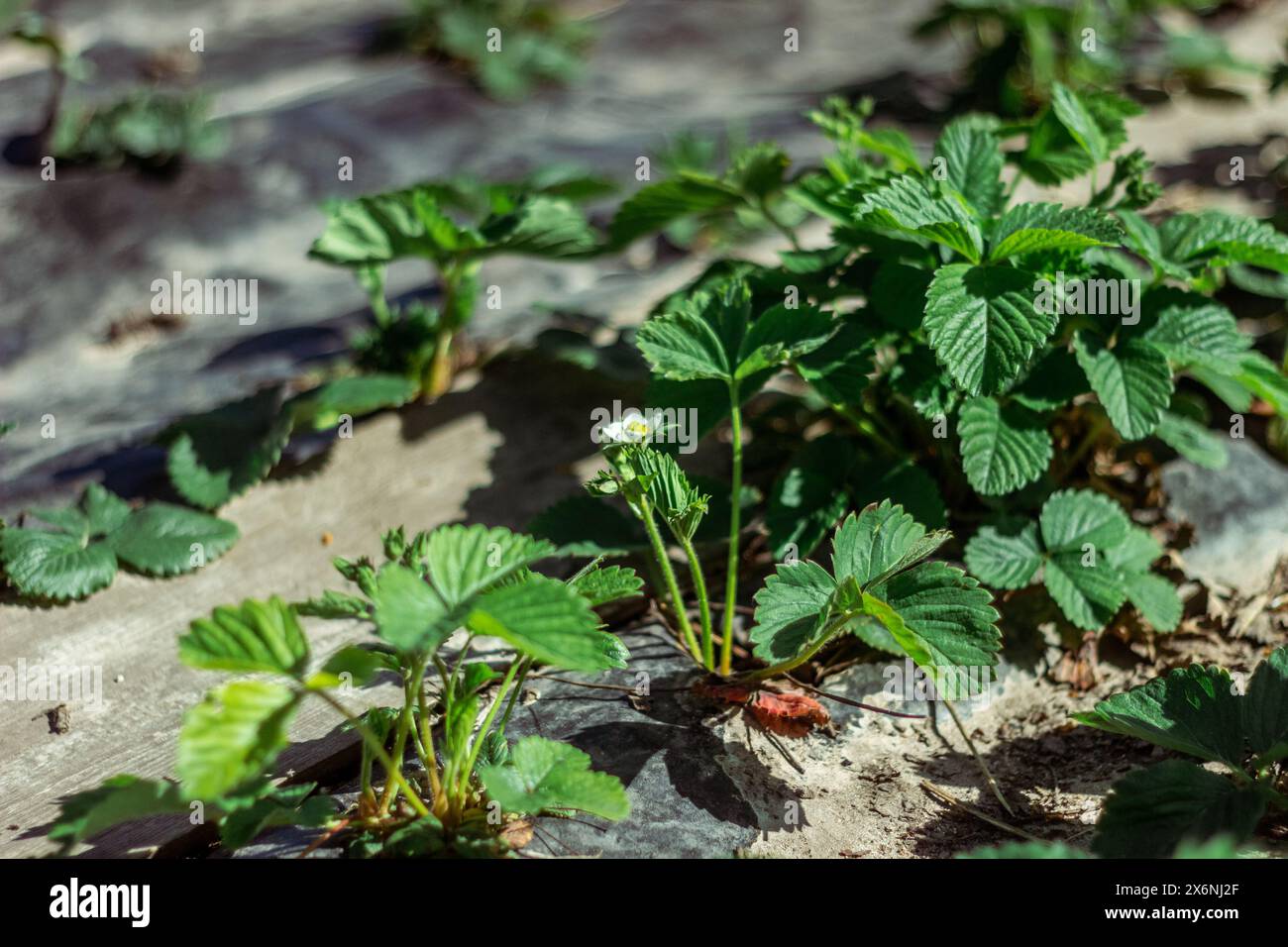young strawberry bushes seedlings grow on a strawberry patch. gardening ...