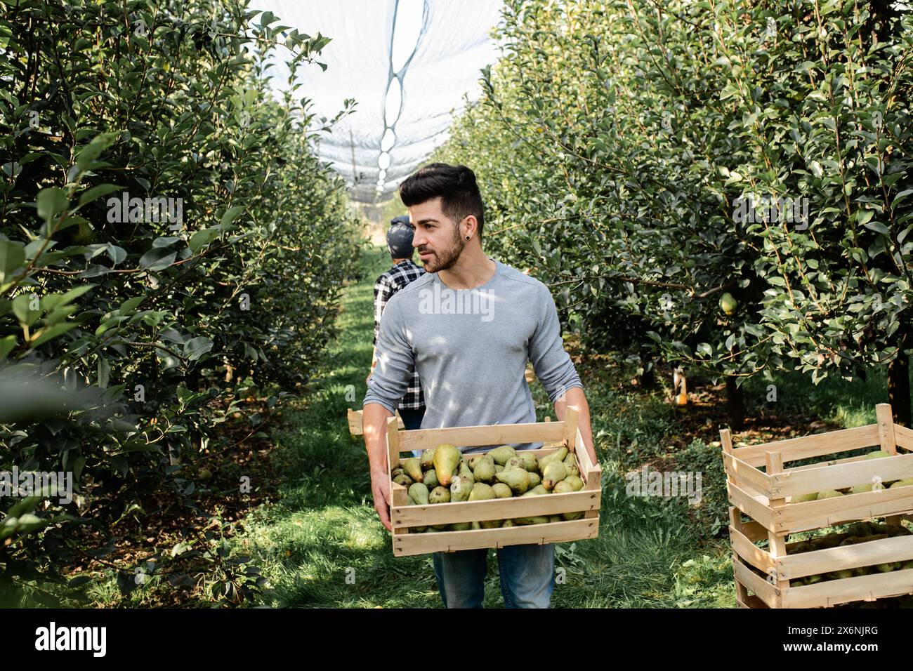 Portrait of young male farmer working in pears orchard Stock Photo - Alamy