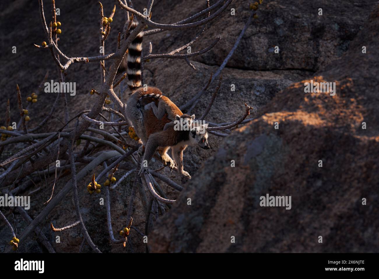 Madagascar wildlife. Monkey family, young cub. Madagascar wildlife ...
