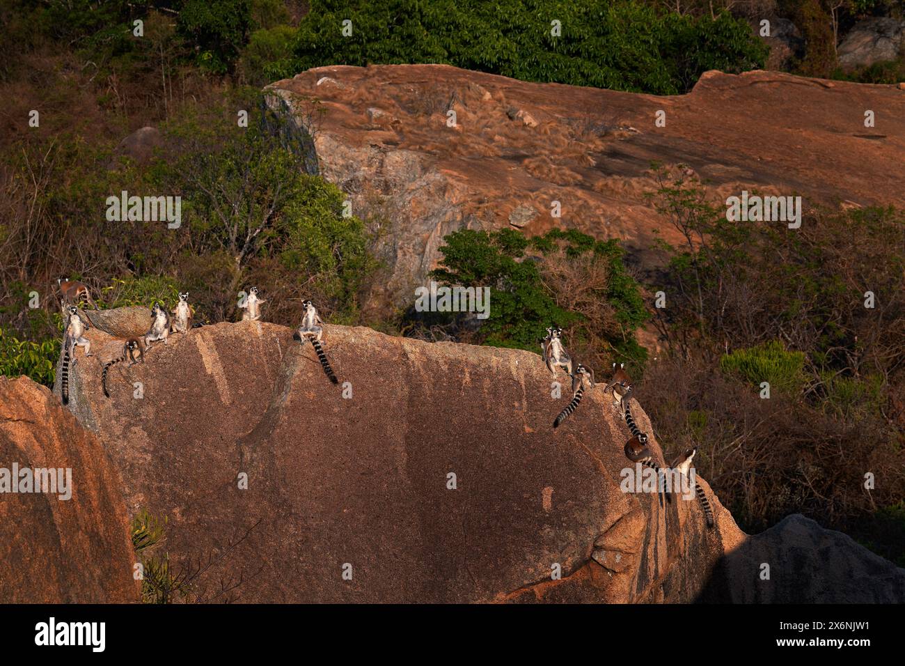 Madagascar wildlife. Monkey family, young cub. Madagascar wildlife ...