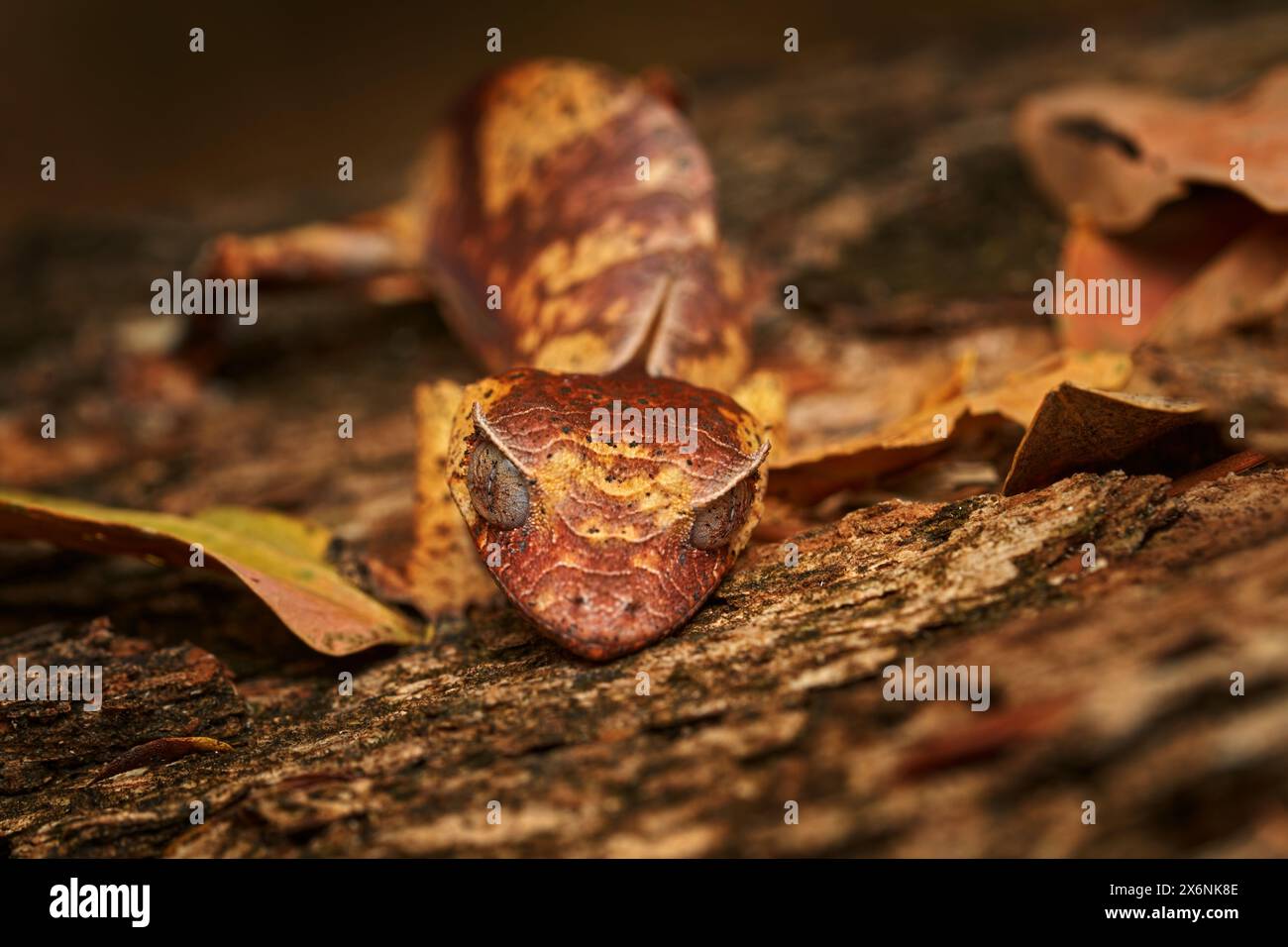 Satanic leaf-tailed gecko, Uroplatus phantasticus, lizard from ...