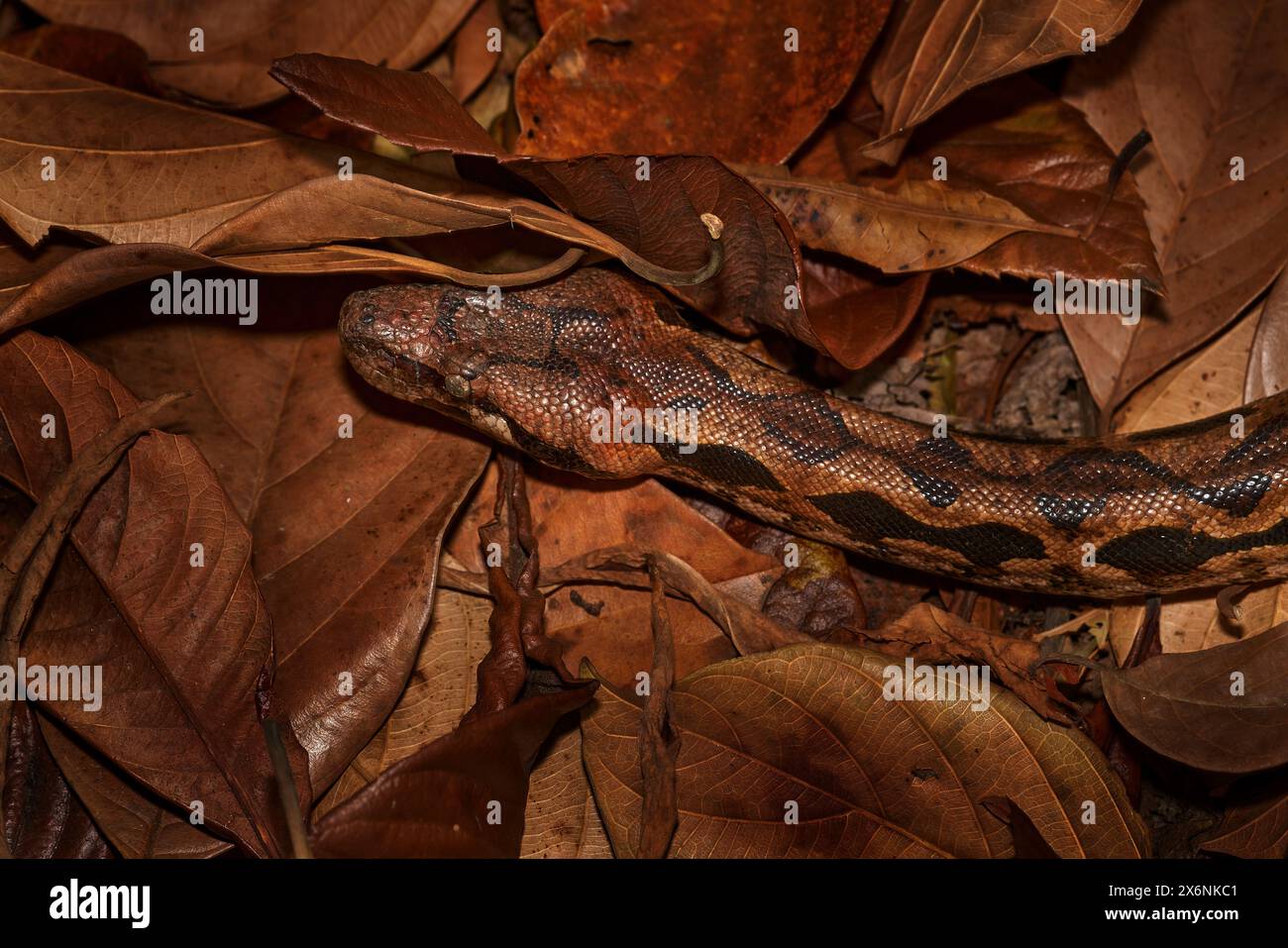 Madagascar Tree Boa, Sanzinia madagascariensis, big snake curled coiled ...