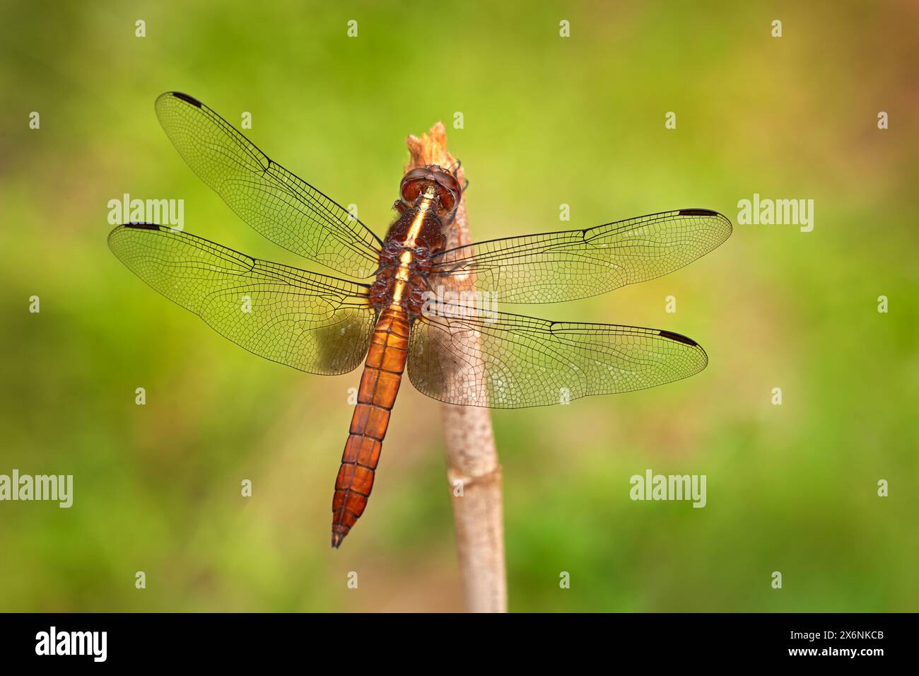 Madagascar jungle skimmer hi-res stock photography and images - Alamy