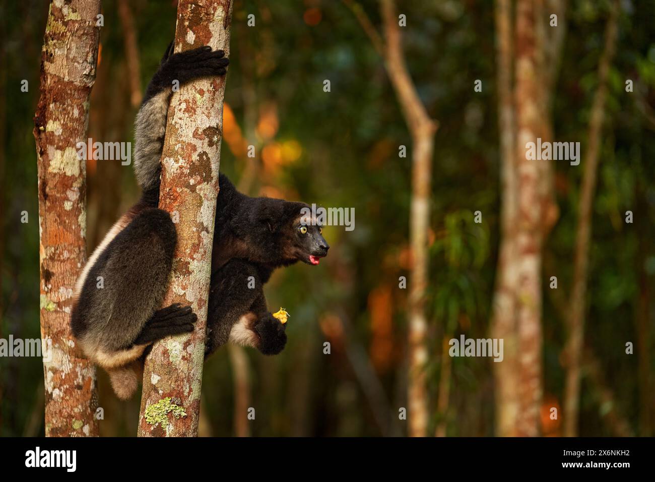 Sifaka on the tree, sunny day. Largest living lemur. Wildlife ...