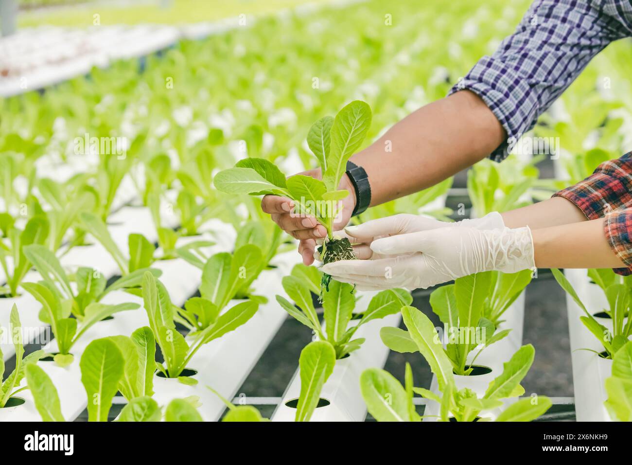 Hydroponic garden examining hi-res stock photography and images - Alamy