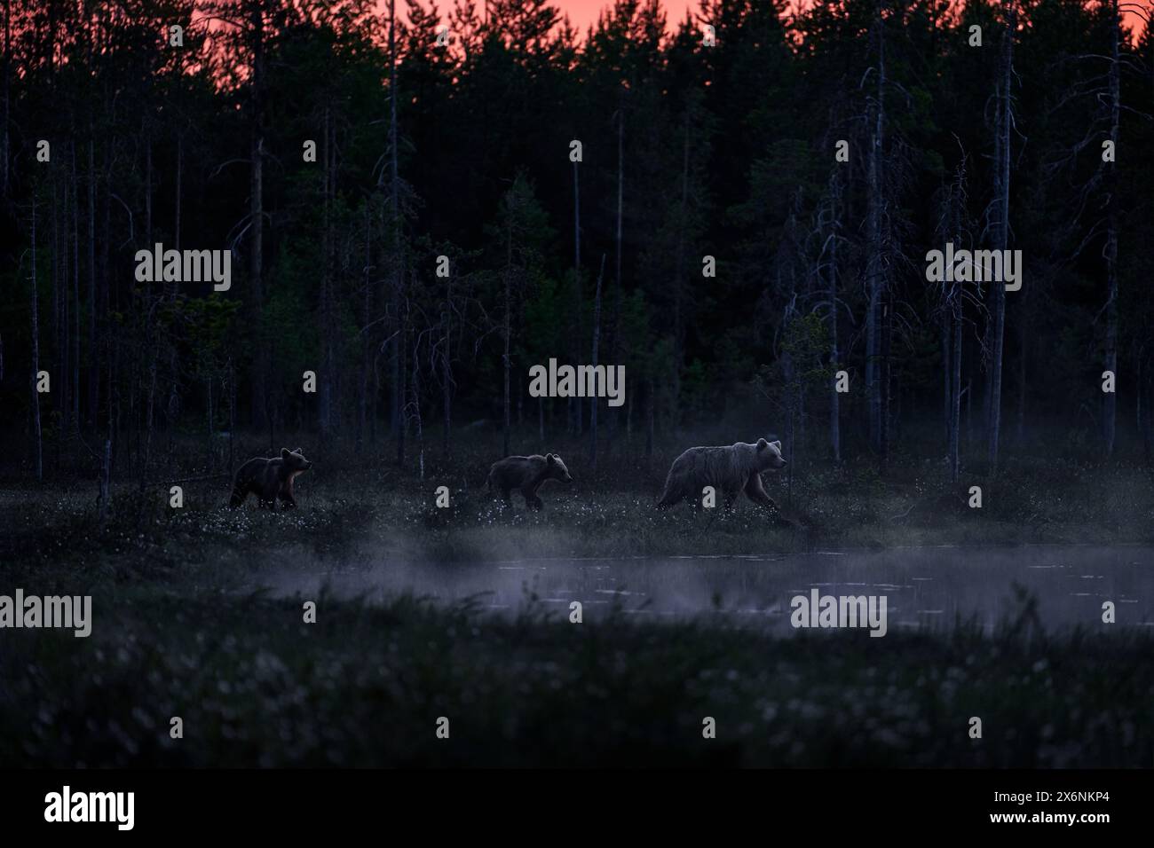Night in taiga Bear hidden in yellow forest. Autumn trees with bear ...