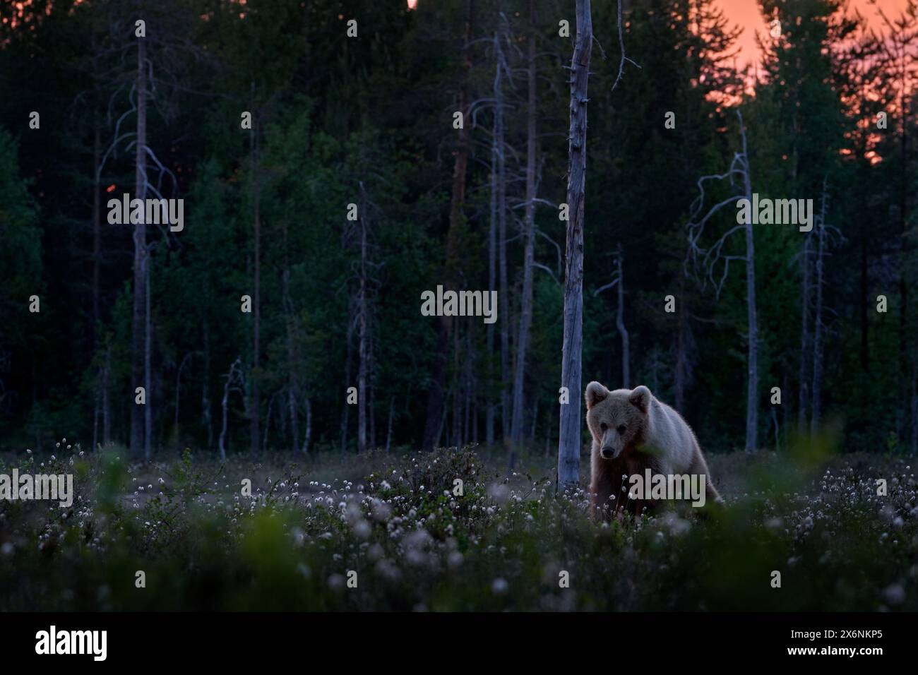 Wildlife scene from nature, Finland, Europe. Night in taiga, Bear with ...