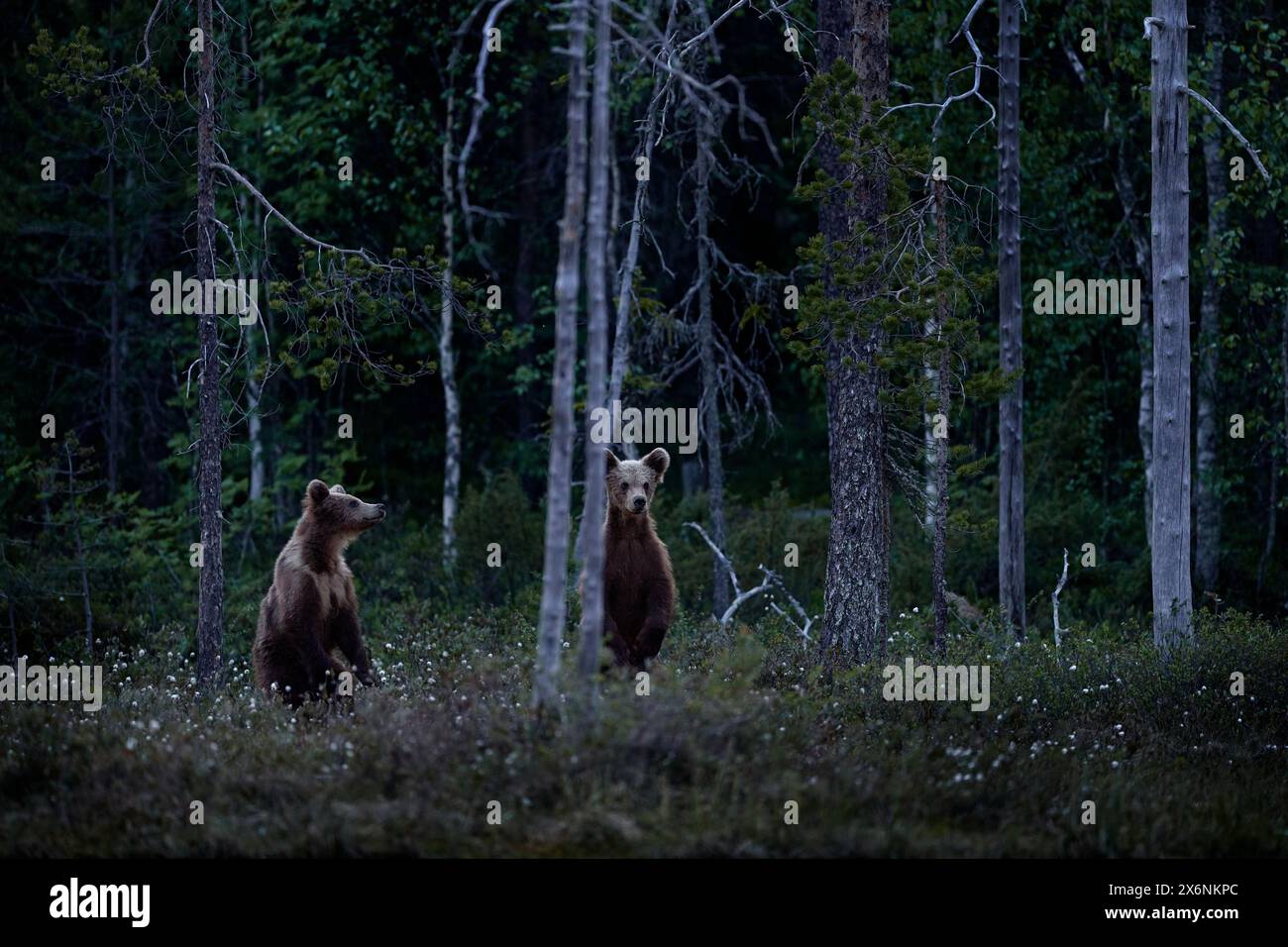 Night in taiga Bear hidden in yellow forest. Autumn trees with bear ...