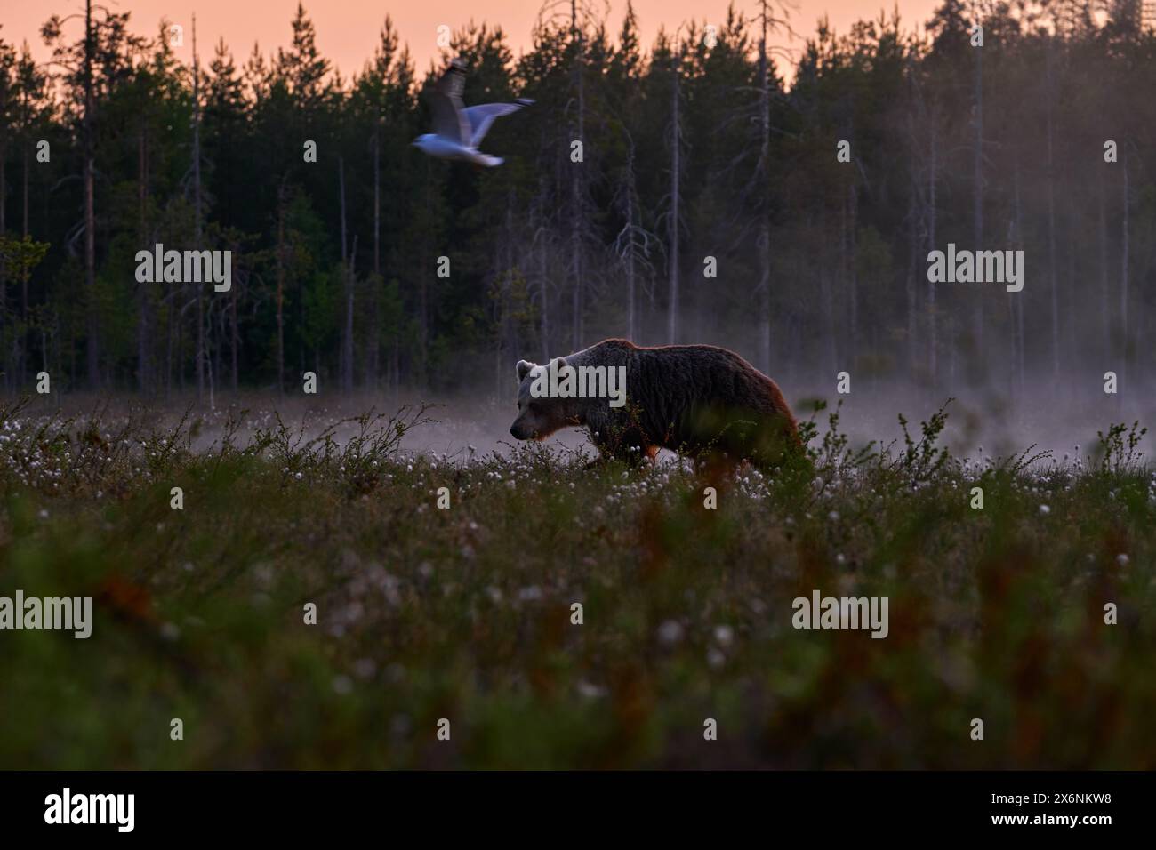 Night in taiga Bear hidden in yellow forest. Autumn trees with bear ...