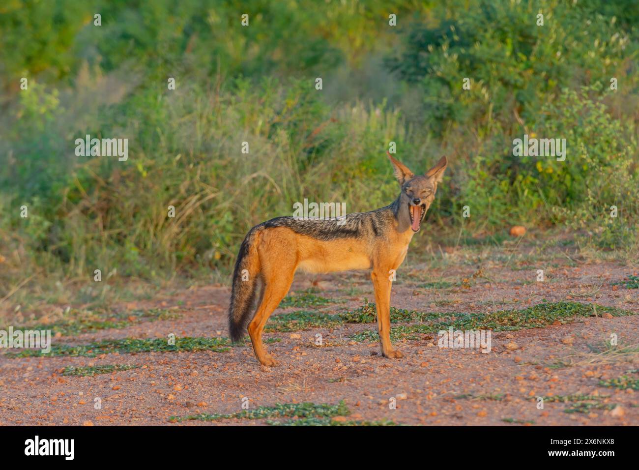 Dangerous animals in africa hi-res stock photography and images - Alamy