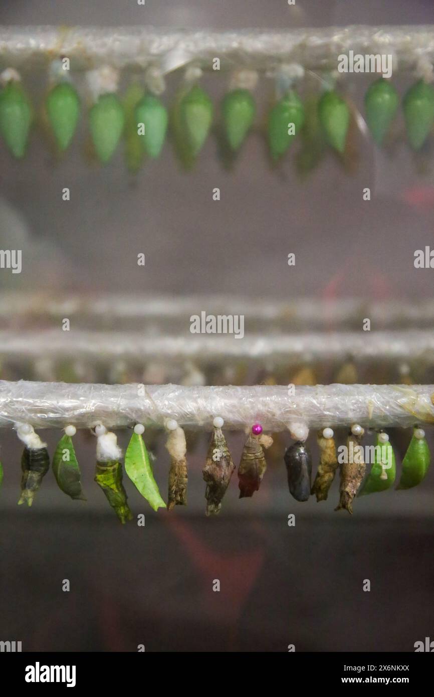 Rows of butterfly green cocoons, butterfly pupa farms, cocoons on stick ...