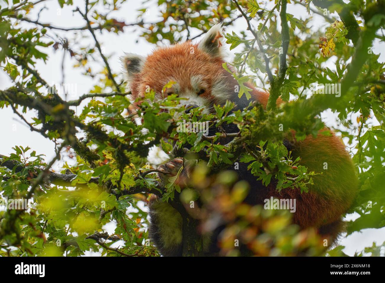 Beautiful Red panda lying on the tree with green leaves. Ailurus ...