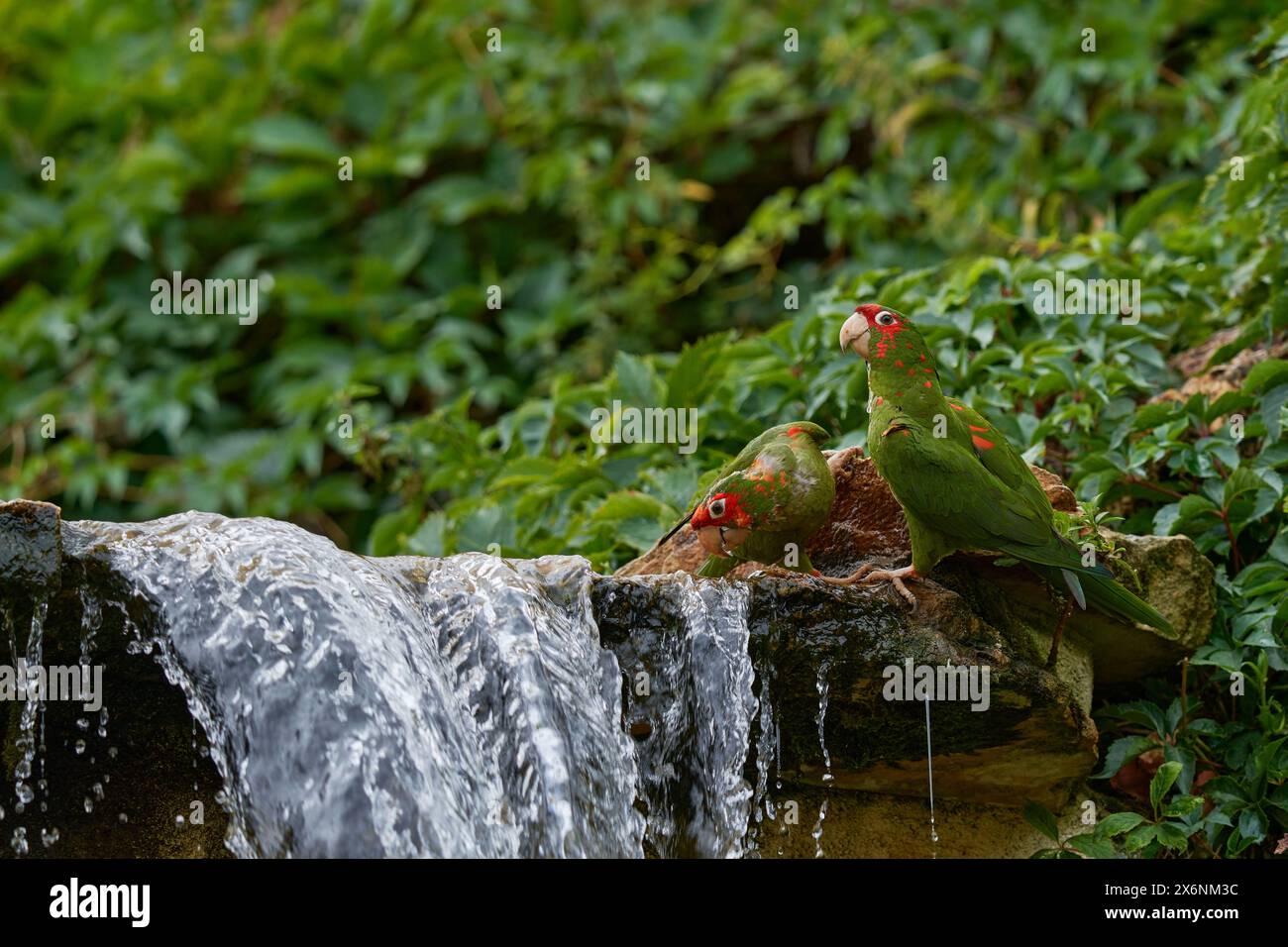 Mitred parakeet, Psittacara mitratus, red green parrot sitting in the ...