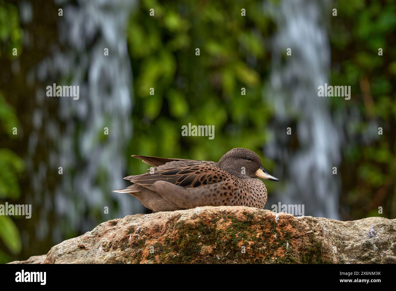 Yellow-billed teal, Anas flavirostris, South American species of duck ...