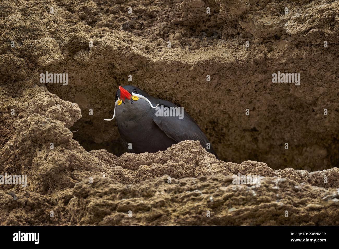Black tern from Ecuador. Black Tern, Larosterna inca, bird on tree ...