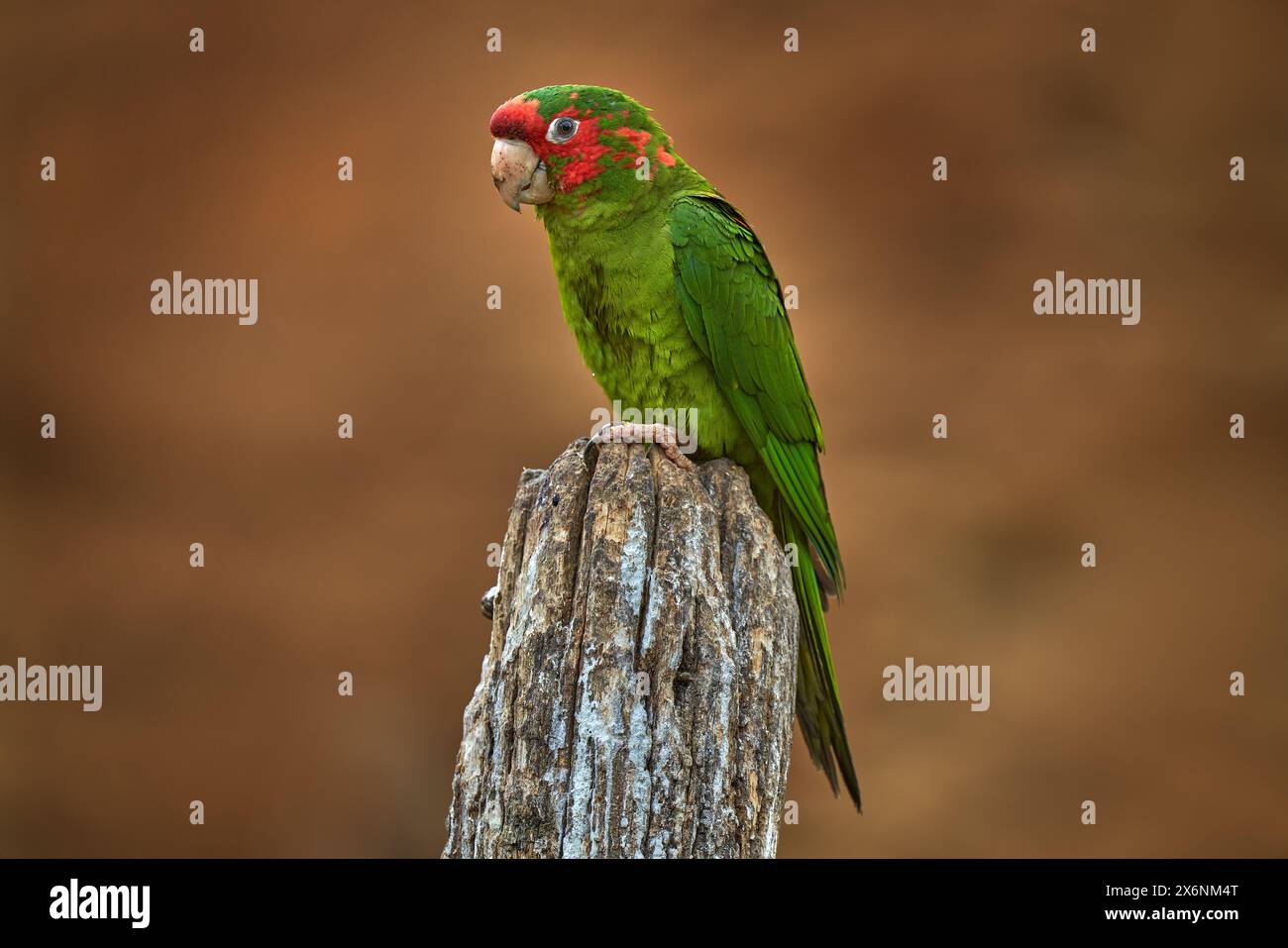 Mitred parakeet, Psittacara mitratus, red green parrot sitting on the ...