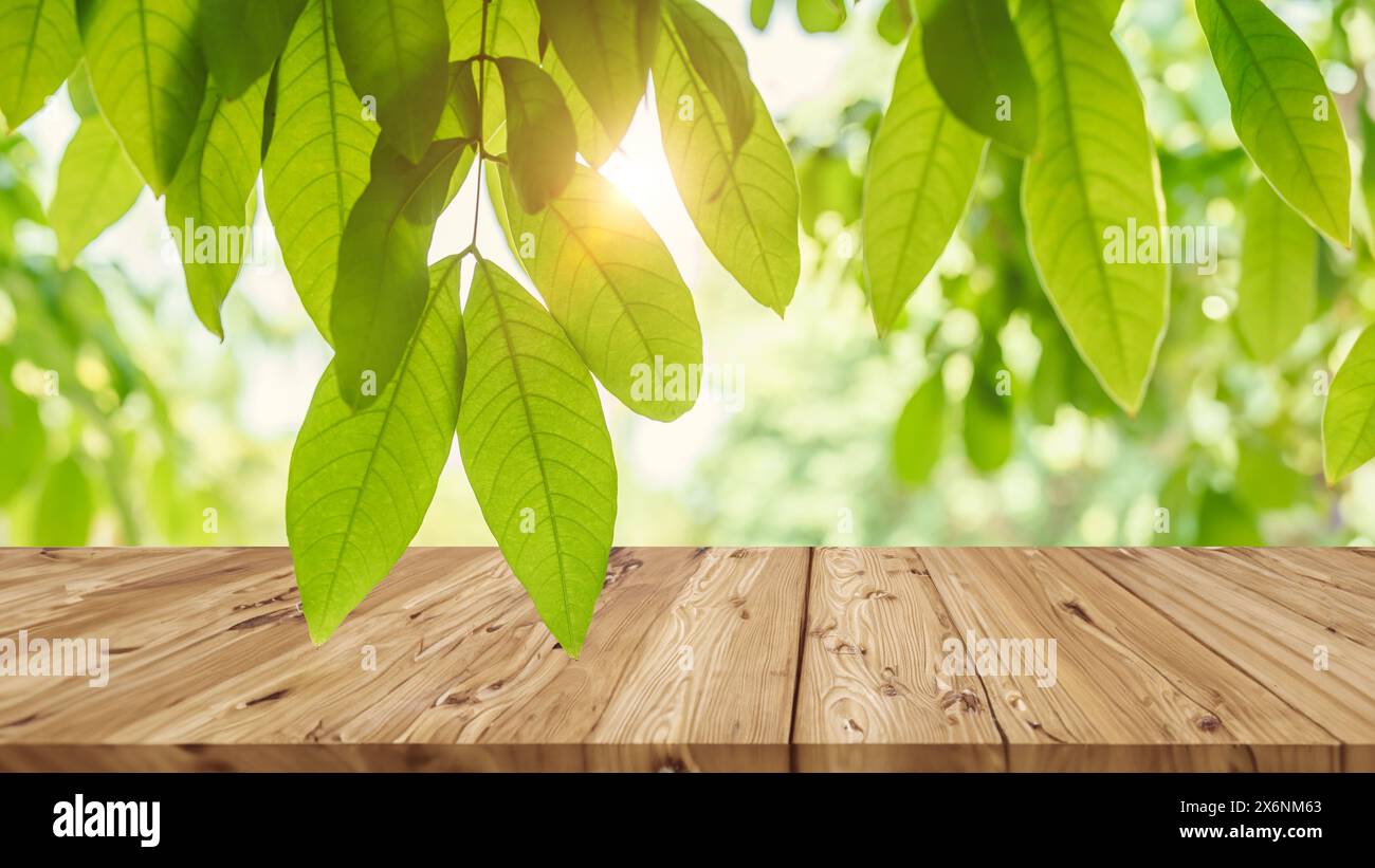 green leaf plant tree fresh environmental friendly eco garden park ...