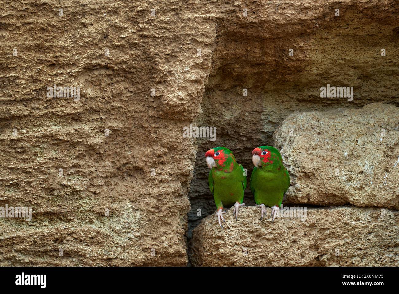 Mitred parakeet, Psittacara mitratus, red green parrot in nest clay ...