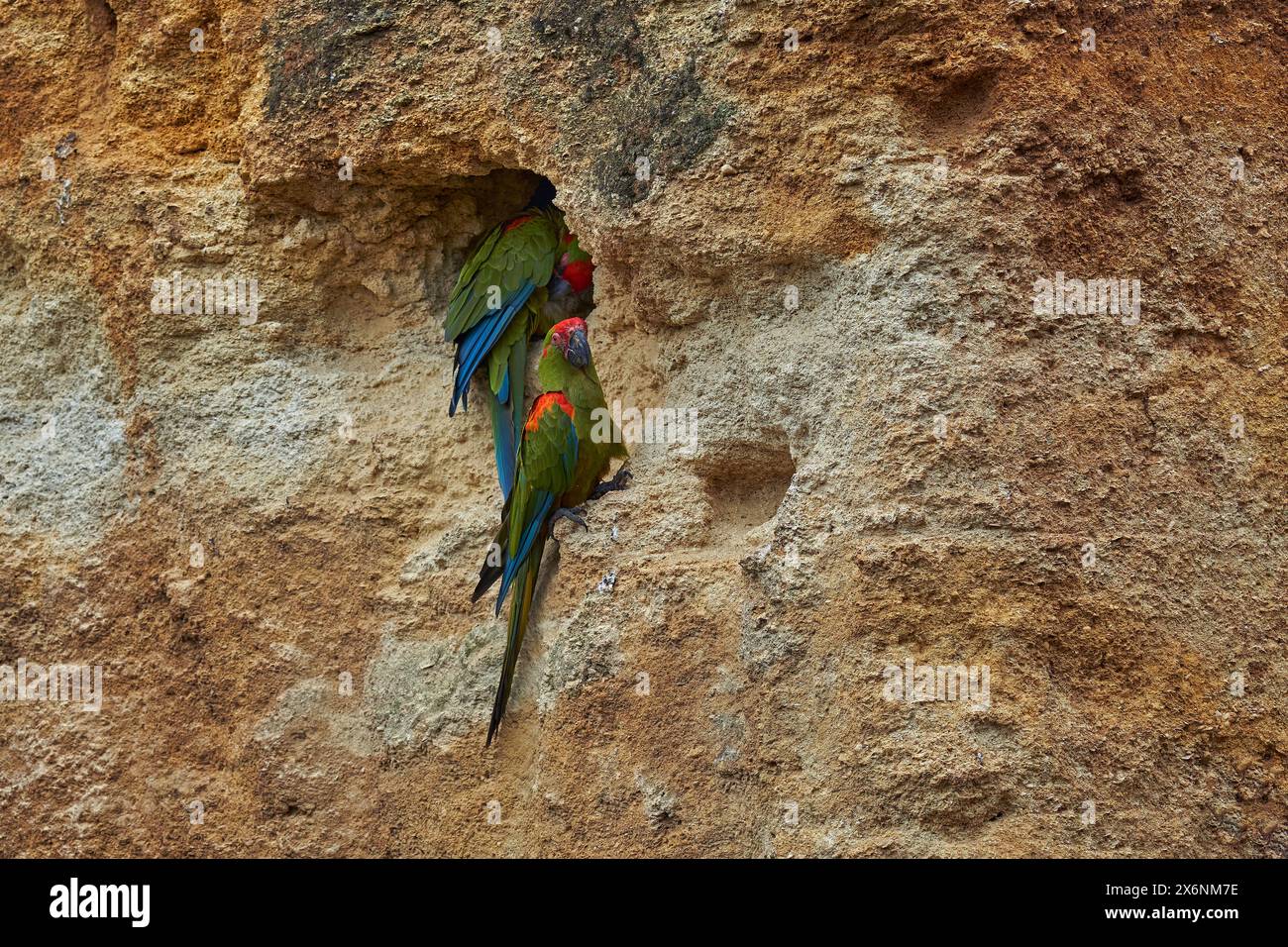 Parrot Red-fronted macaw, Ara rubrogenys, bird endemic semi-desert ...
